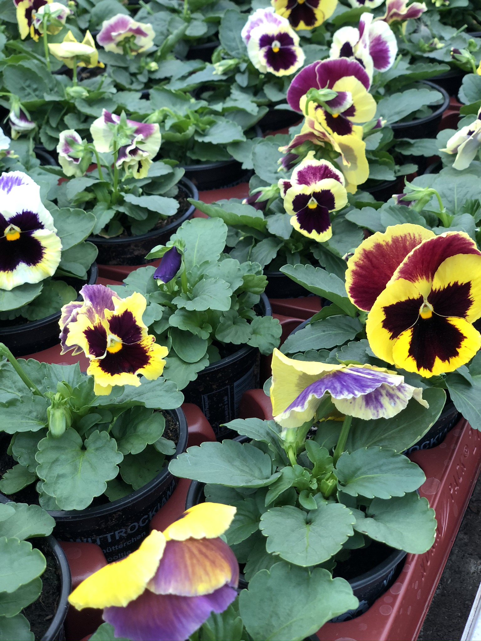 Tuinplanten | Tuincentrum Van Uytsel