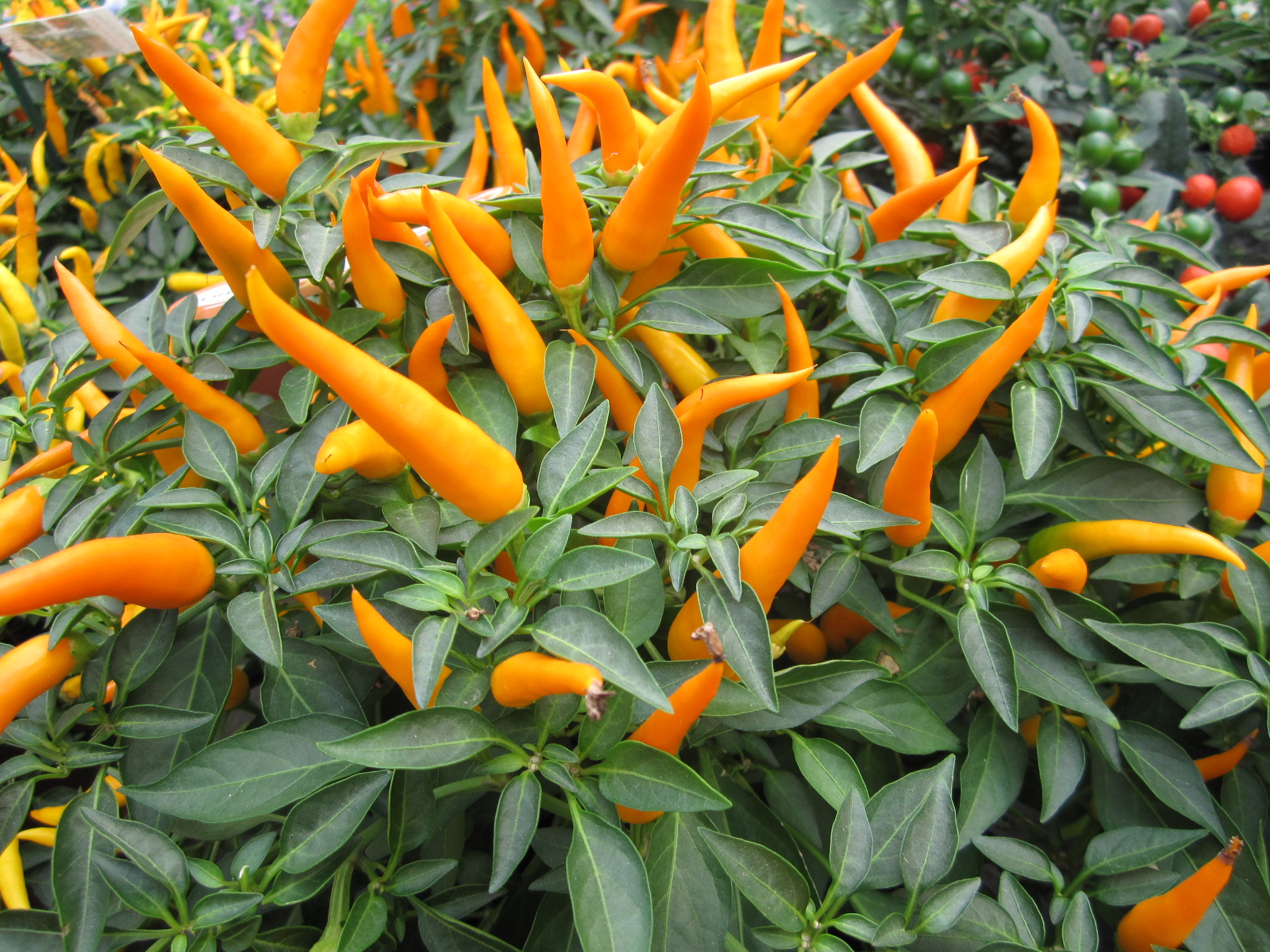 Tuinplanten | Tuincentrum Van Uytsel