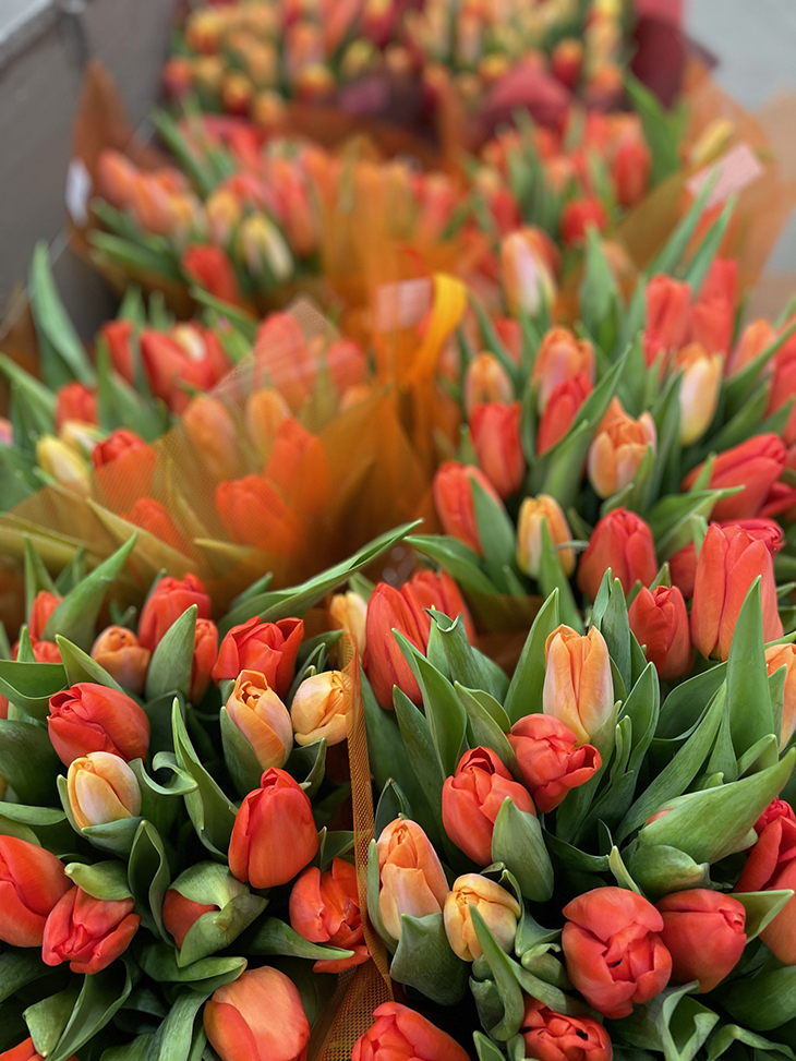 Bloemen | Tuincentrum Van Uytsel