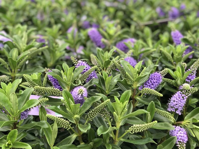 Van Uytsel | Tuincentrum Van Uytsel