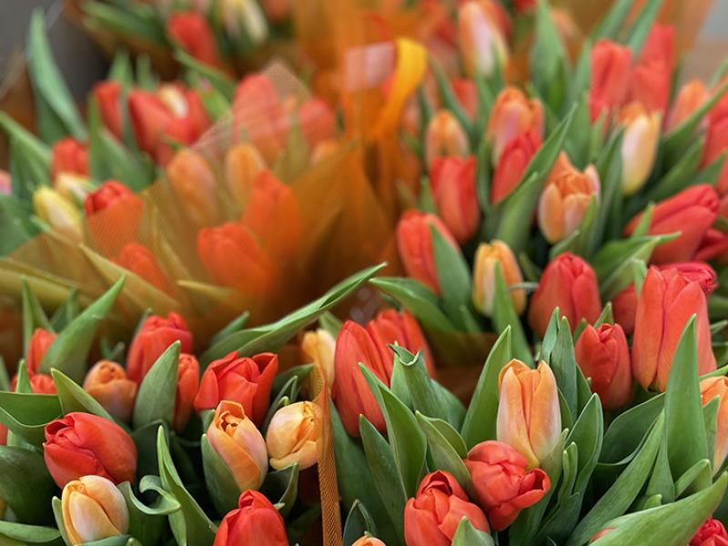 Van Uytsel | Tuincentrum Van Uytsel